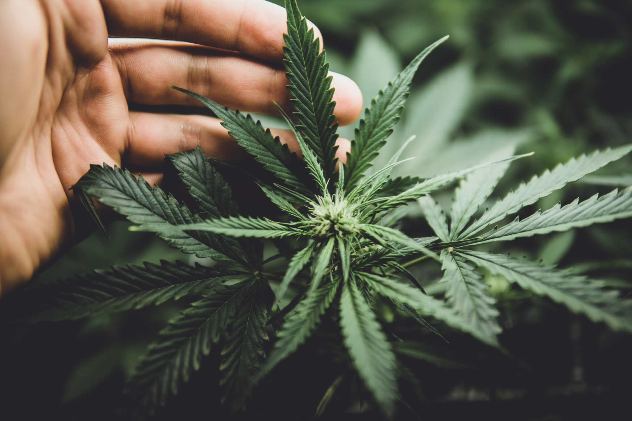 Legalisierung von Cannabis – Was jetzt erlaubt ist und was verboten ...